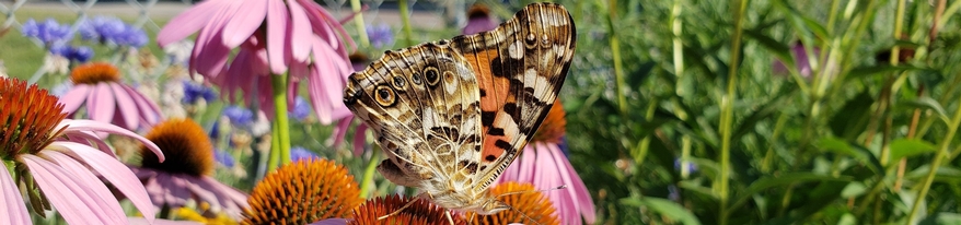Pollinator Project - Sioux County Soil & Water Conservation District